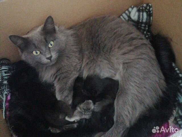 Котята