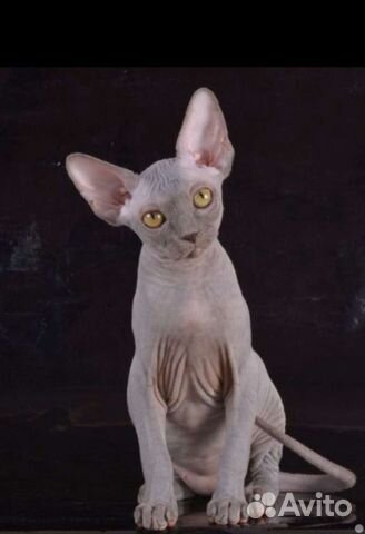 Канадский сфинкс