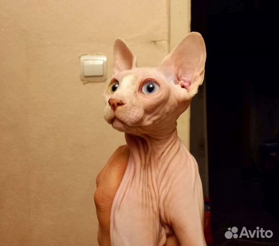 Разноглазая кошка Канадский сфинкс