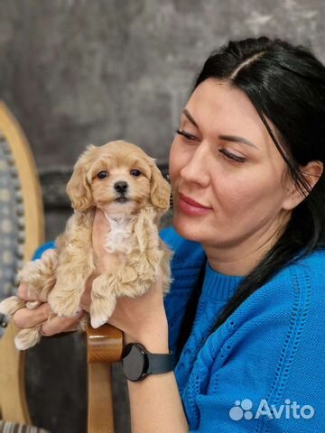 Мальтипу мальчик Ф1