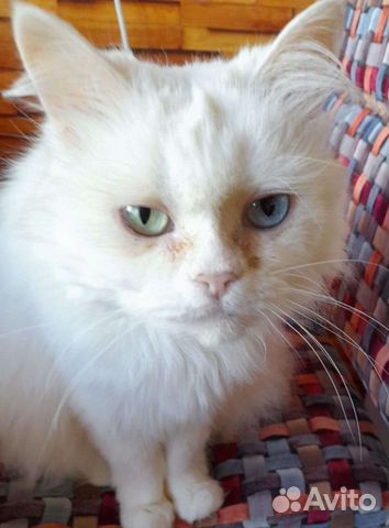 Белочка мечтает