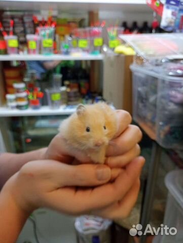 Сирийские хомячки мальчики и девочки