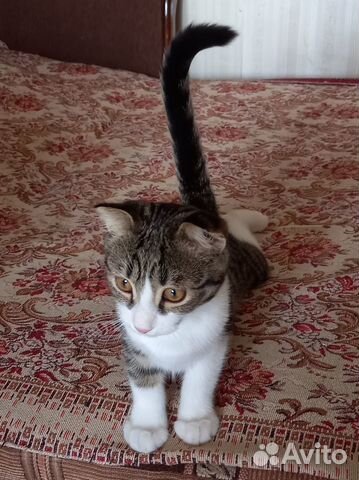 Князь Мышкин