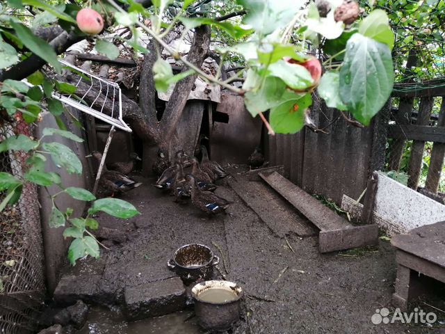 Подсадные утки рабочие 2х годовалые