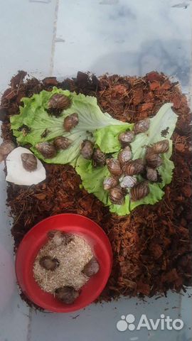 Улитки ахатины бесплатно