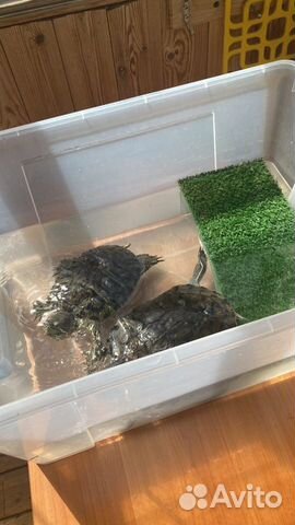 Красноухая черепаха бесплатно