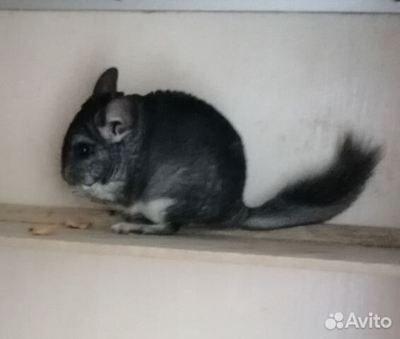 Шиншилленок, девочка, 3 мес. меховой стандарт