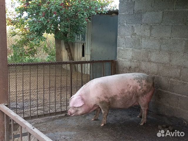 С/х животные