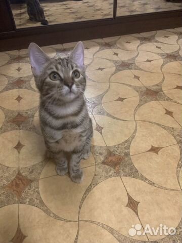 Котенок девочка в добрые руки