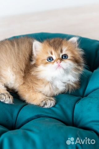 Британский мальчик ny 25, папа ay 12