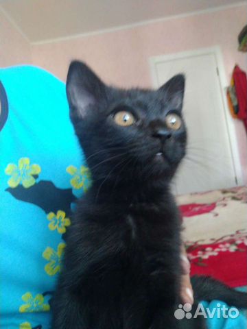 Кошки в добрые руки бесплатно