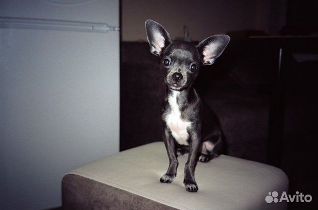 Супер мини чихуахуа