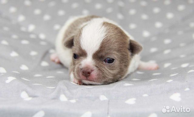 Чихуахуа, прелестная девочка