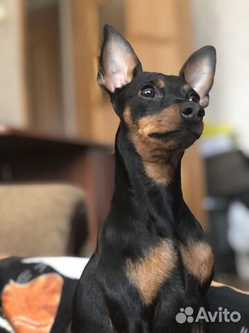 Вязка цвергпинчер