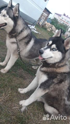 Сибирский хаски