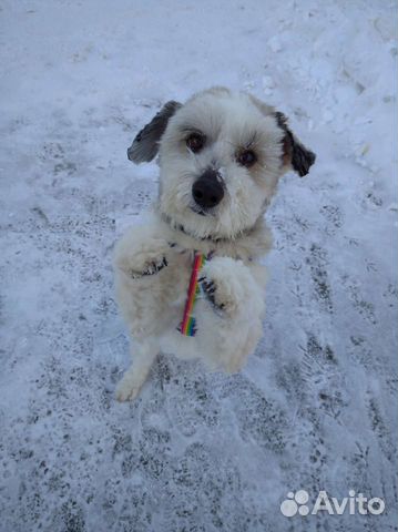 Любимый мальчик в добрые руки