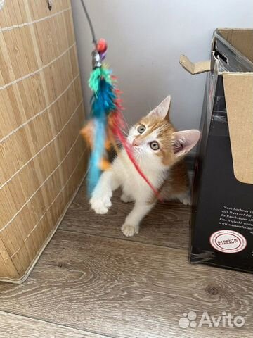 Милые котята для радости в семье