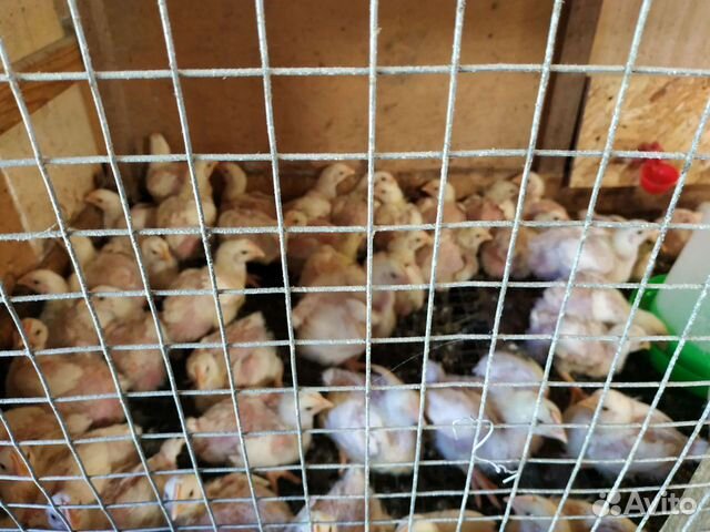 Бройлеры кобб 500