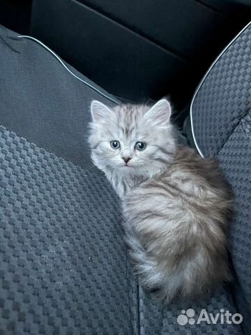 Продается британочка