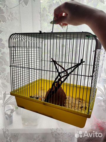 Джунгарский хомяк с клеткой