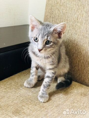 Котенок-девочка ищет дом