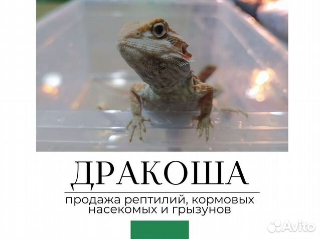 Бородатые агамы 5 месяцев