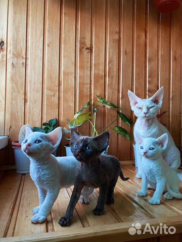 Продаются волшебные котята породы Девон рекс