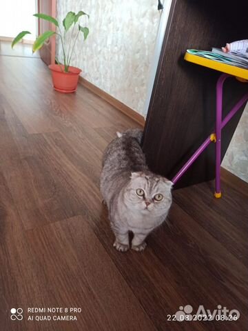 Отдам кошку в добрые руки