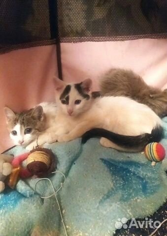 Котята Трогательные Ангелочки в дар в добрые руки