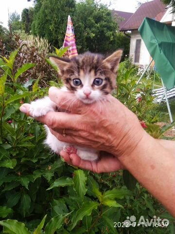 Маленькие котятки 1 мес в дар
