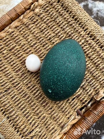 Яйцо страуса