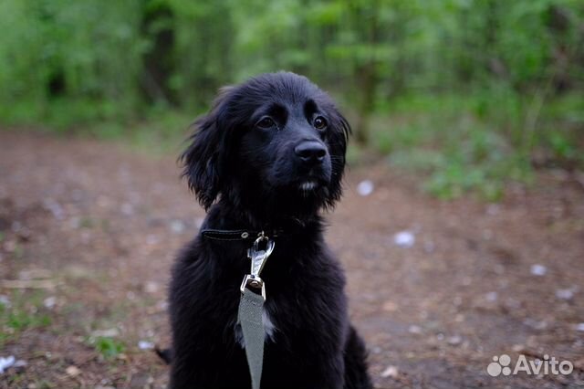 Щенок Рикки ищет дом