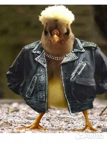 Крутые цыпы