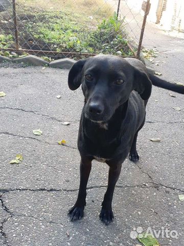 Шанель в поисках дома