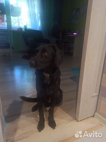 Блэк ищет дом