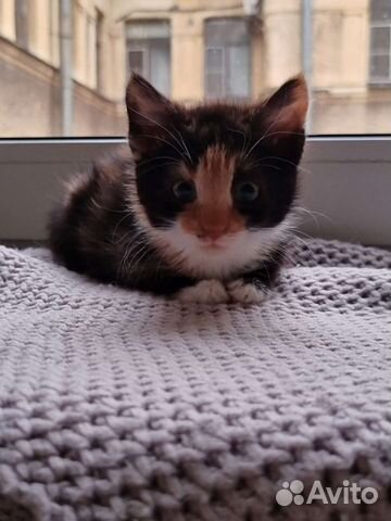Кошечка Бусенка