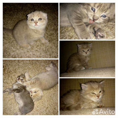 Шотландские котята