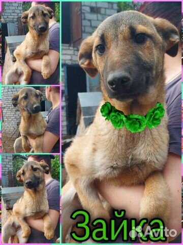 Милашка Зайка ищет любящую семью