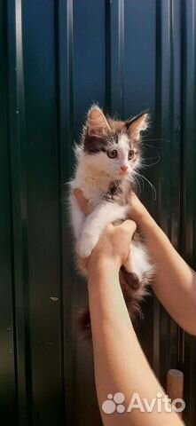 2а котика