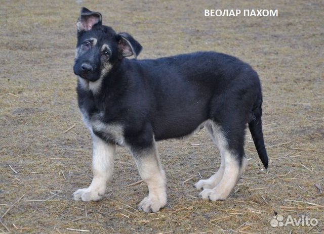 Щенки крупных вео