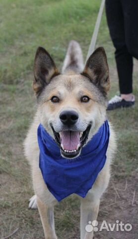 Оставили у приюта и бросили. Очень нужен дом