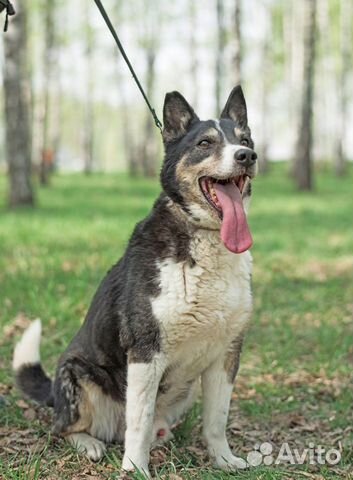 Чак грустит в приюте