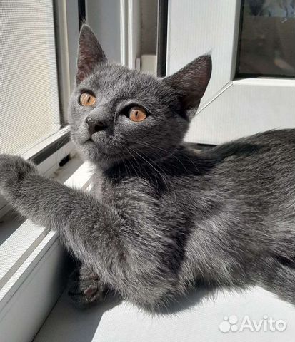 Кошечка в добрые руки