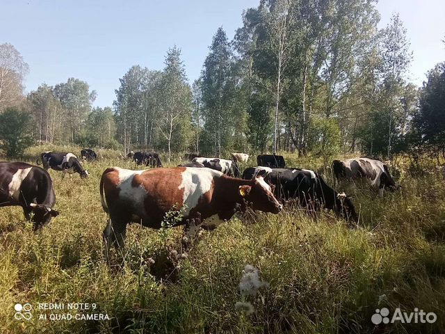 Коровы дойные молочные голштины