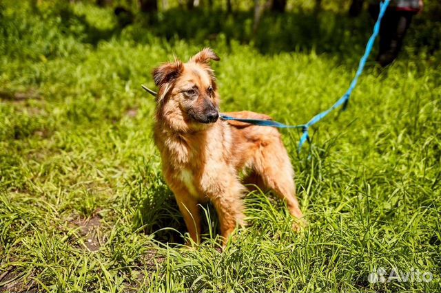 Малышка Алиса 11 кг ищет дом