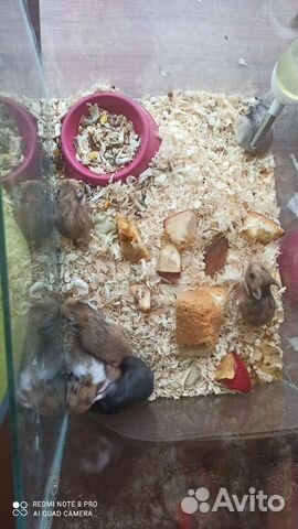 Сирийские хомячки