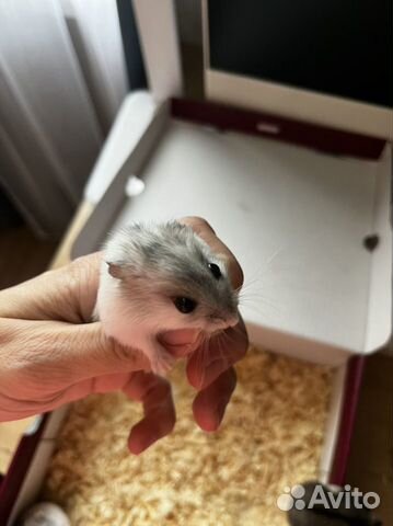 Джунгарский хомяк