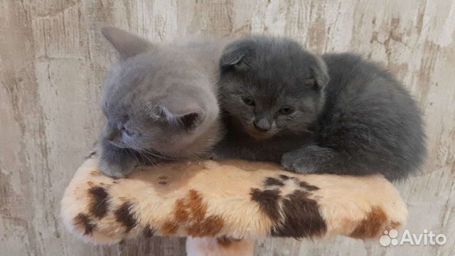 Шотландские вислоухие котята