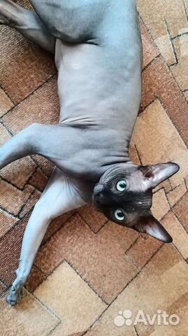 Канадский сфинкс вязка