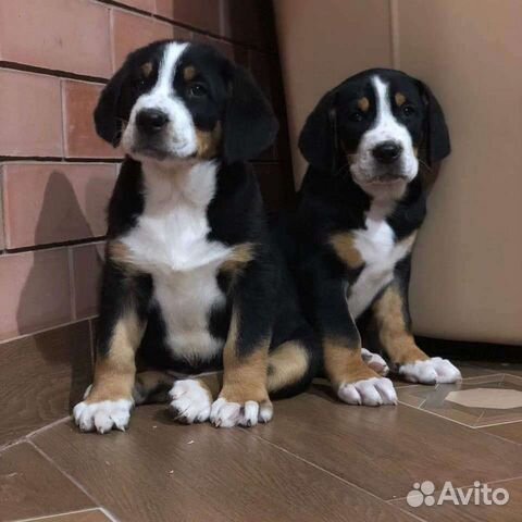 Большой швейцарский зенненхунд